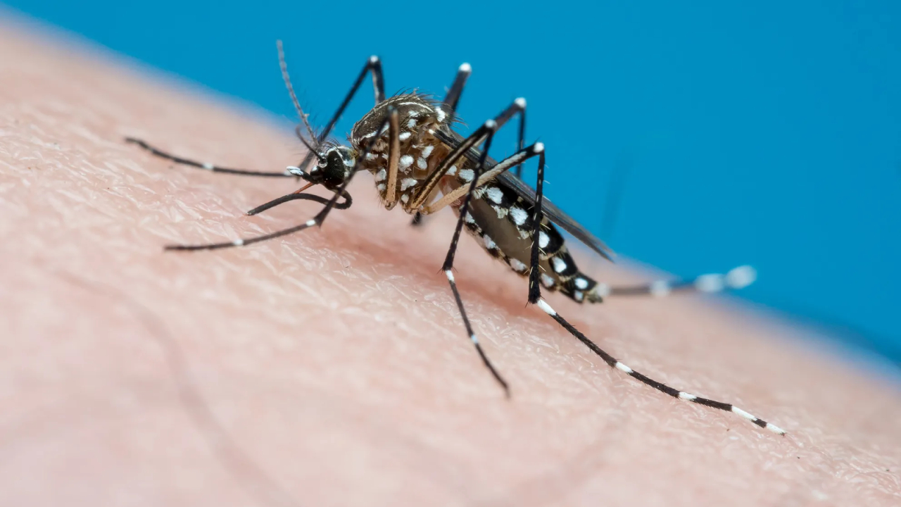 Descubrimiento del Conicet: las larvas del Aedes aegypti “respiran ...
