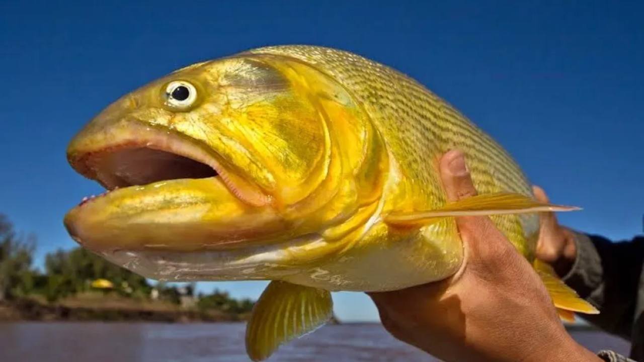 Itssweethannah follando a Korean mature woman with