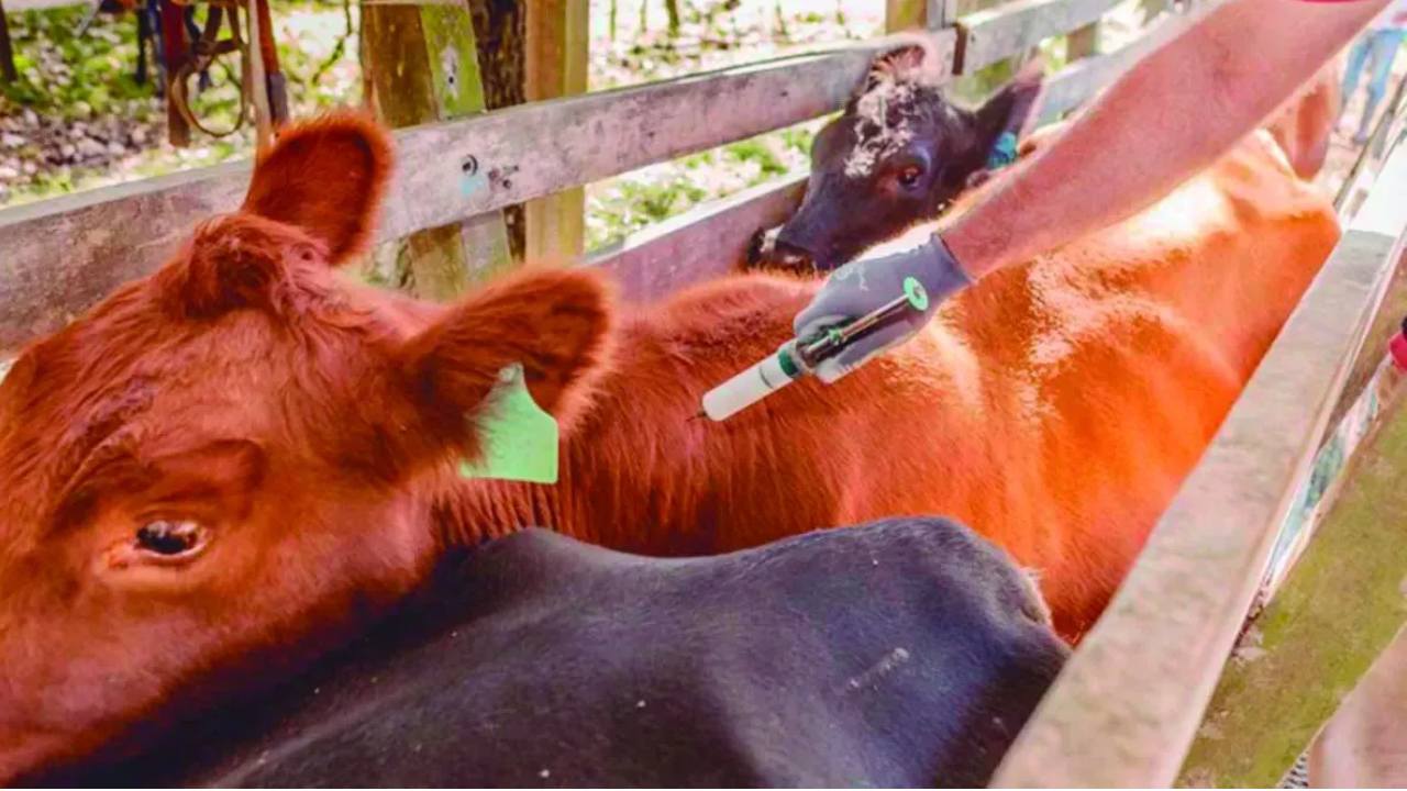 Confirmaron un caso de rabia paresiante en Puerto Rico | De la Tribuna TV