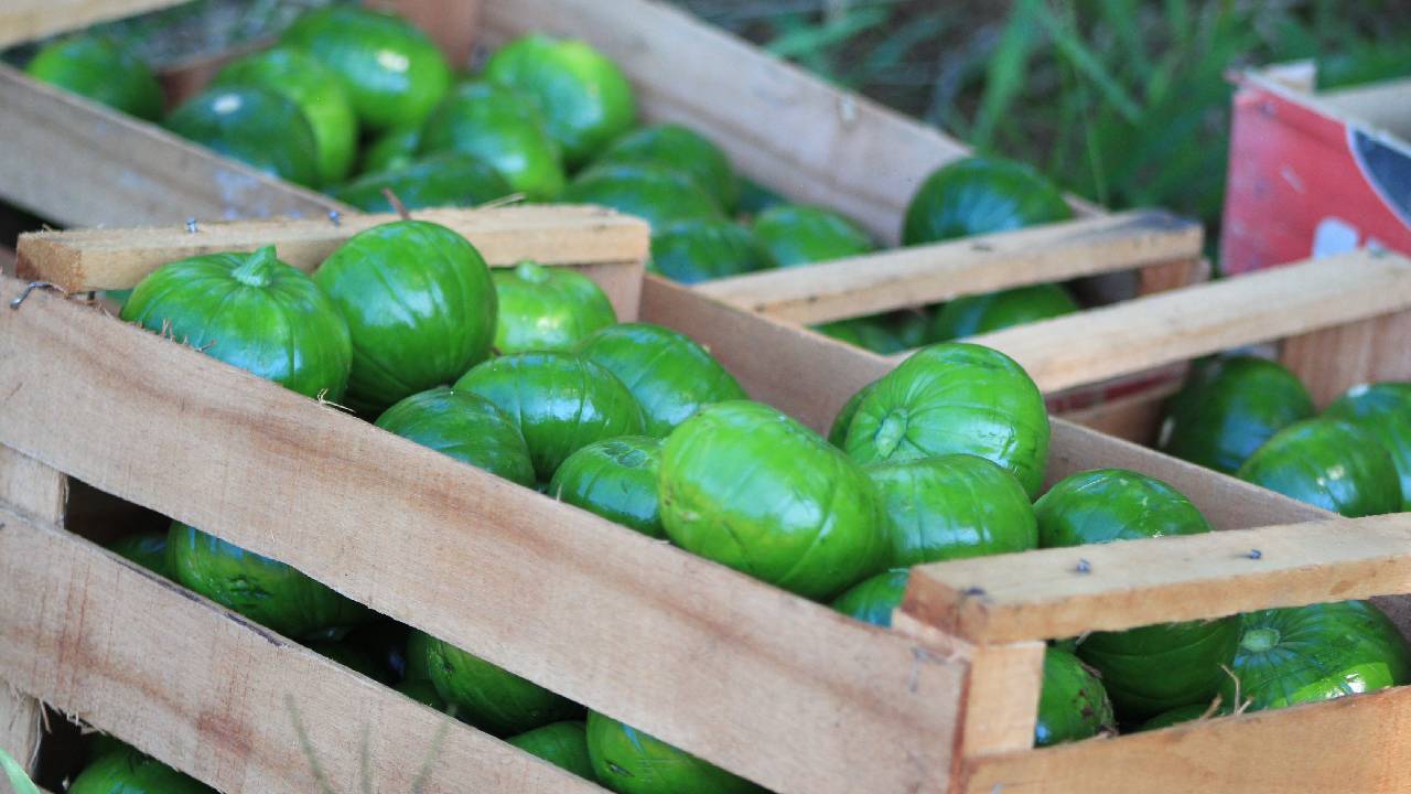 Inscripciones para la emisión del certificado de productor primario ...